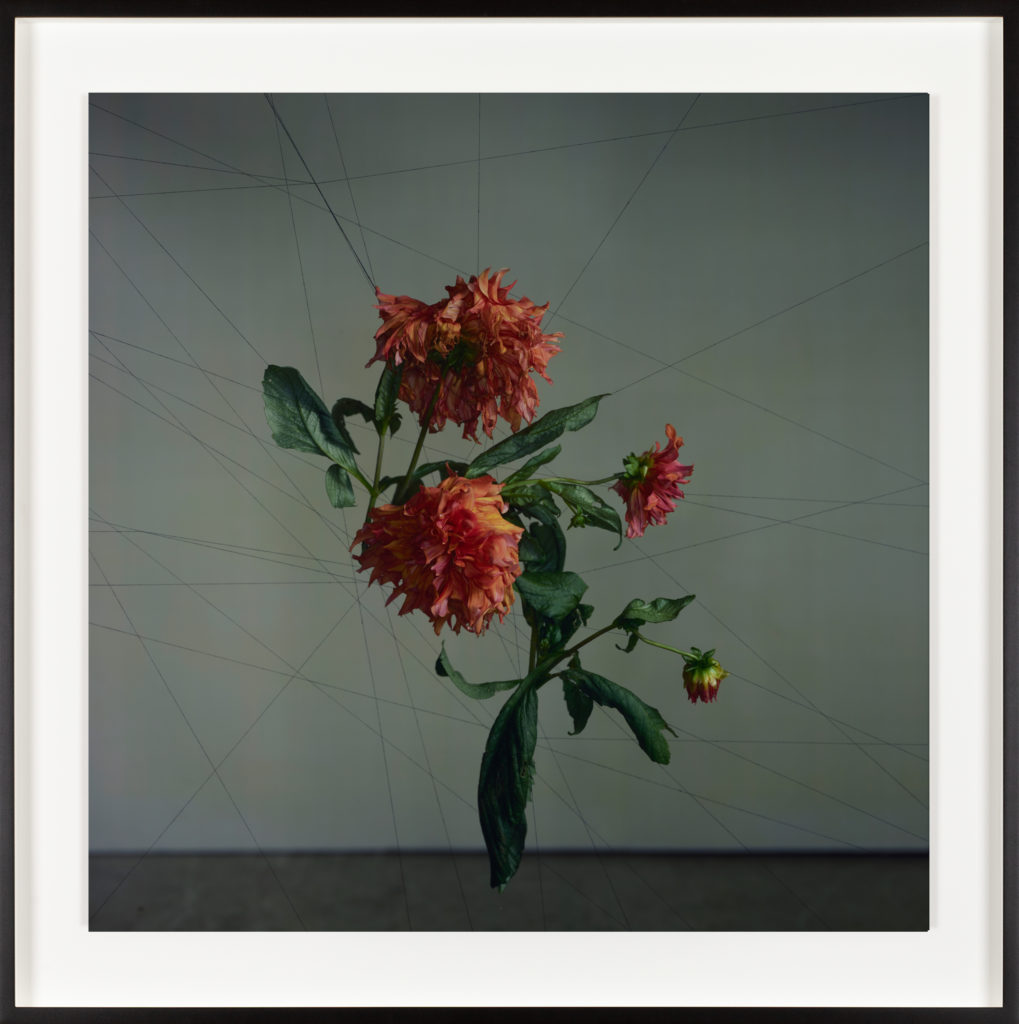 Fraenkel Gallery Presents Richard Learoyd – Paul Duclos' Cultural Currents